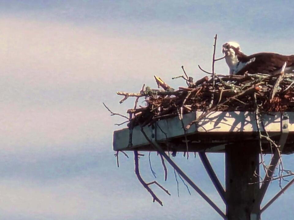 GA Conservation Success Story: Huge Nesting Ospreys at Lake Allatoona ...