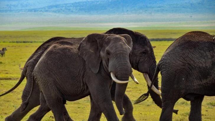 10 Animals Worshipped by Ancient Cultures - NewsBreak