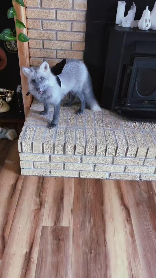 Fairy possum princess is probably my favorite in the group halloween ...