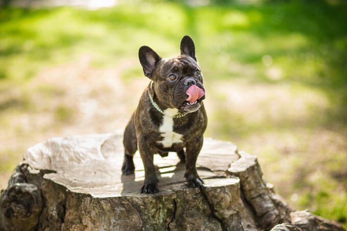 15 Elegant French Dog Breeds That Make Great Pets - NewsBreak