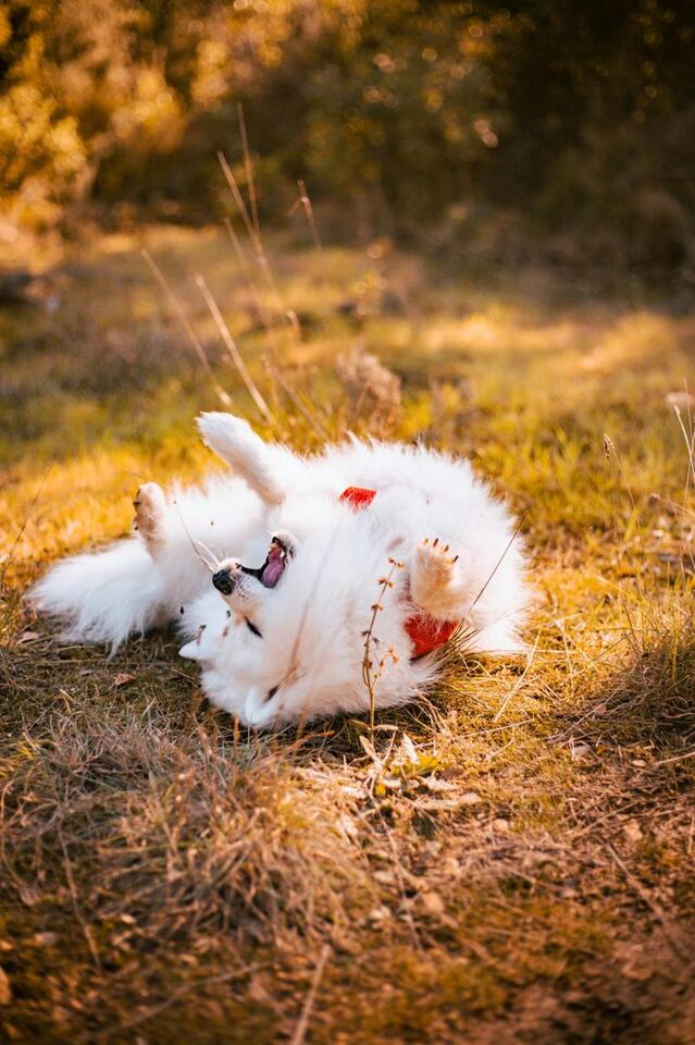 7 Dog Behaviors That Reveal Their True Feelings - NewsBreak