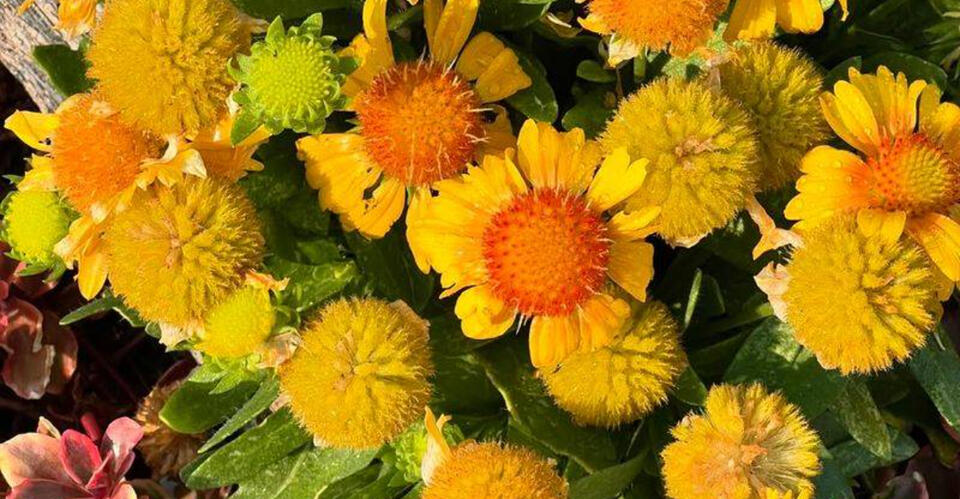 These Yellow Perennial Flowers Are Perfect For Adding Color To Virginia ...