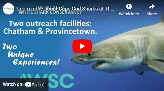 WATCH: Learn more about Cape Cod Sharks at the Atlantic White Shark ...