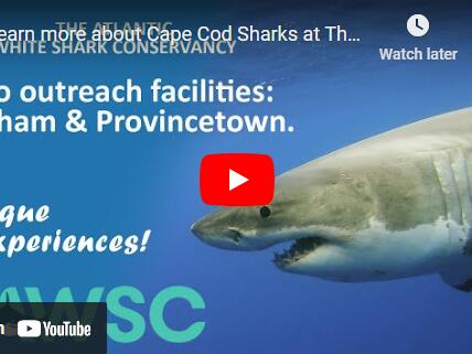 WATCH: Learn more about Cape Cod Sharks at the Atlantic White Shark ...