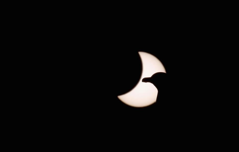 Animal behavior: How Total Solar Eclipse will affect pets, wildlife on ...