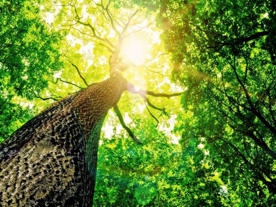 Trees are 'relocating' in a race against global warming