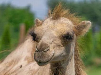 Camels Escape At Cedar Point, Video Gets Mixed Reactions