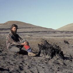 Mummified Fossil Forest Shows How Walnuts Once Thrived In The Arctic ...