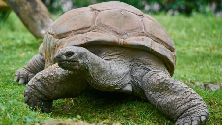 14 Oldest Living Animals on Record - NewsBreak