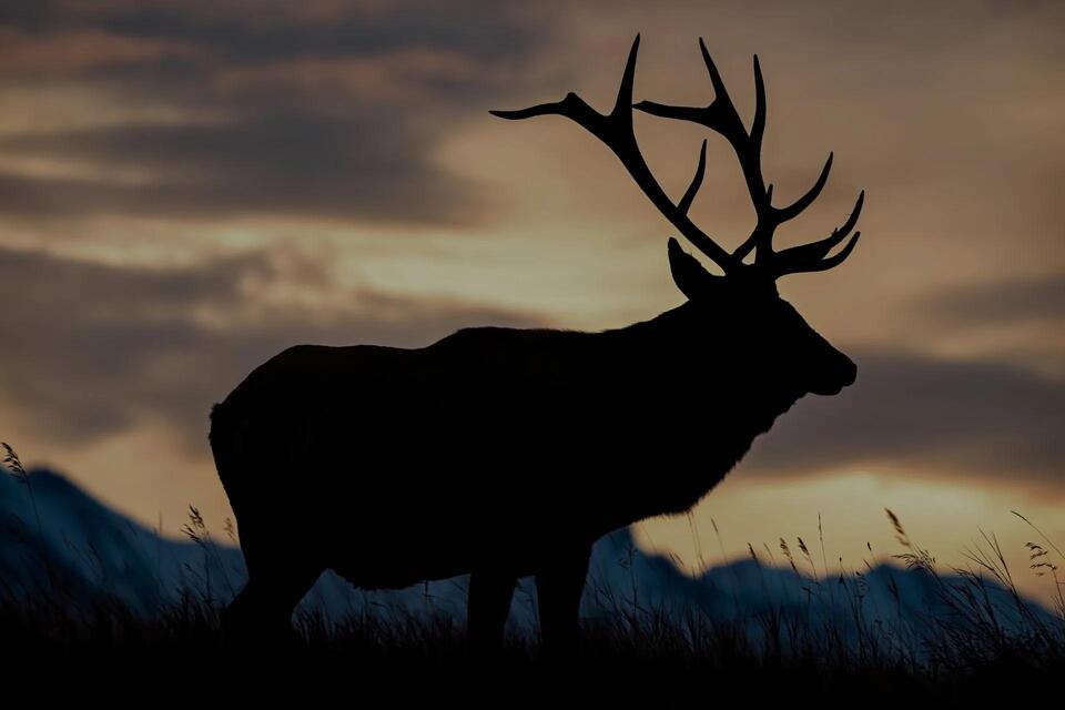 Deer Rut Explodes in Region 2, Elk Still Ghosting Hunters - NewsBreak