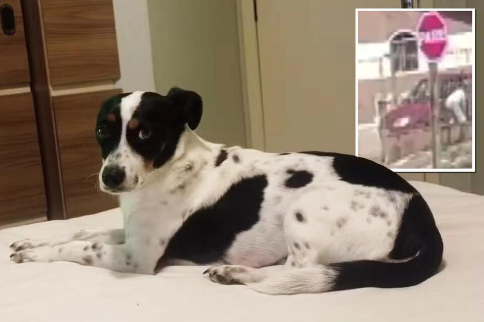 Dog successfully sues abusive owner after vicious beating - NewsBreak