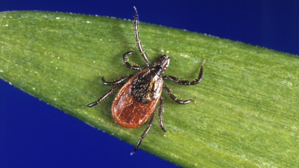 What is tularemia? How to stay safe from the tick-borne illness this ...