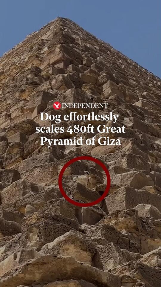 Dog effortlessly scales 480ft Great Pyramid of GizaA dog was filmed ...