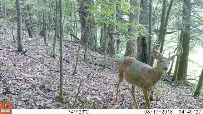 Weird-Looking Deer Starting To Worry New Yorkers - NewsBreak
