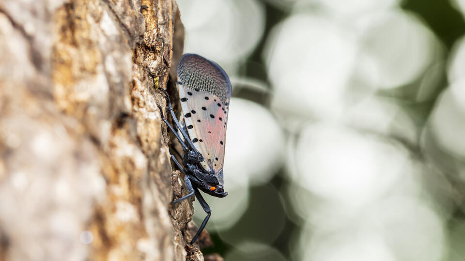 Keep This Tree In Your Yard To Help Trap & Get Rid Of Pesky Spotted Lantern Flies - NewsBreak