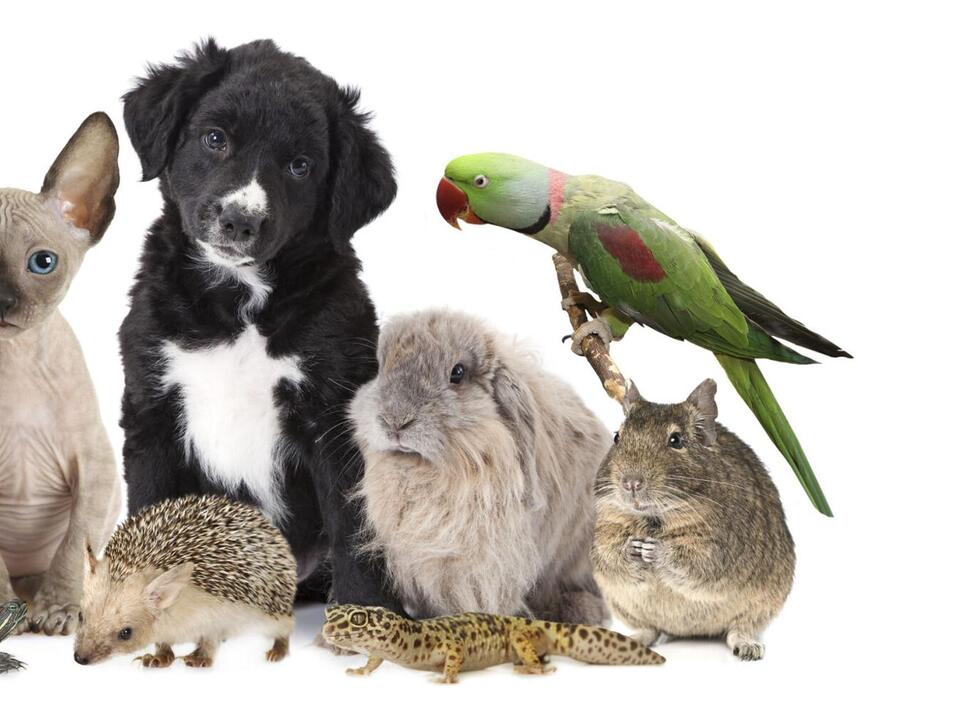 Companions of Caddo Parish offer free vaccines, nail trims for pets