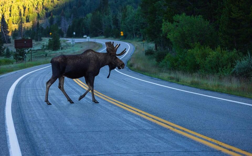 Hit a Deer? Here’s What Colorado Drivers Should Know - NewsBreak