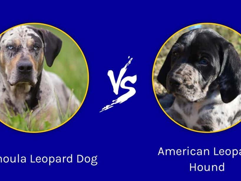 Catahoula Leopard Dog vs American Leopard Hound
