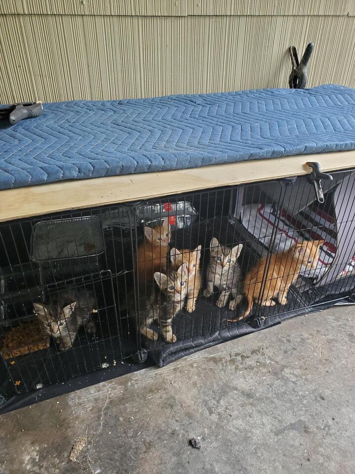 🎁 Freebies Up for Grabs in Pearl — Pets, Furniture & More - NewsBreak