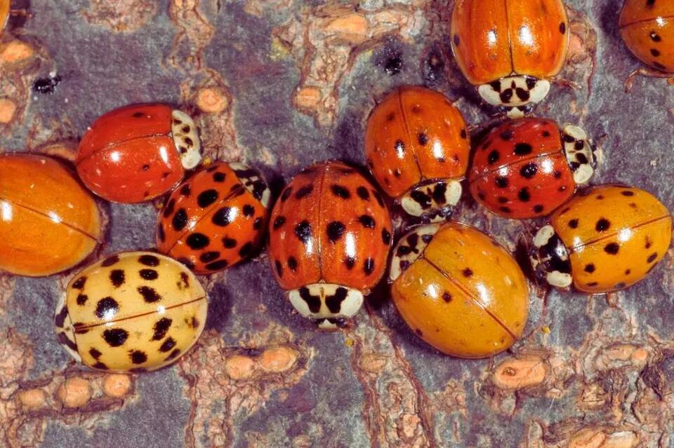 The Flurry of Freshly Hatched Bugs You’re Seeing in Texas are NOT ...