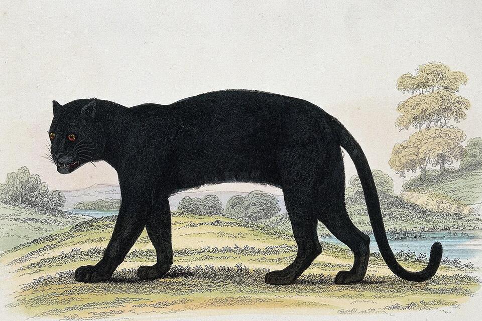 Big Cats in the UK: The Black Beast of Exmoor and Its Many Relatives ...