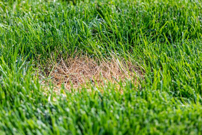 How To Fix Large Yellow Spots On Your Lawn - NewsBreak