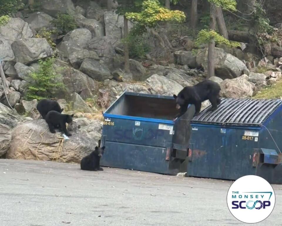 Family Of Bears Seen Dumpster Diving On Road In Suffern - NewsBreak
