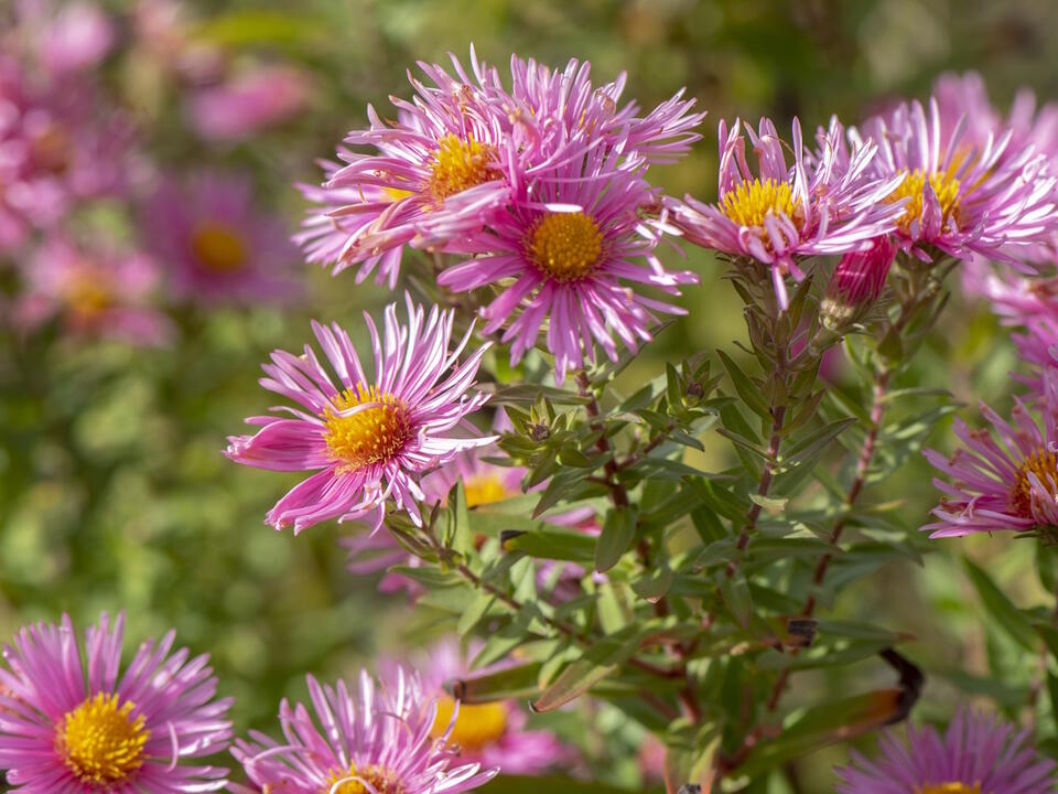 Best aster varieties – 10 beautiful options with colorful and striking ...