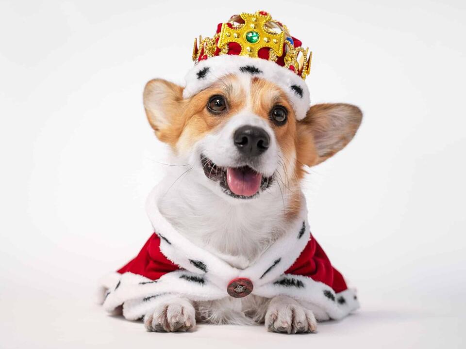 127 Great Royal Dog Names to Make Your Pup Sound Regal