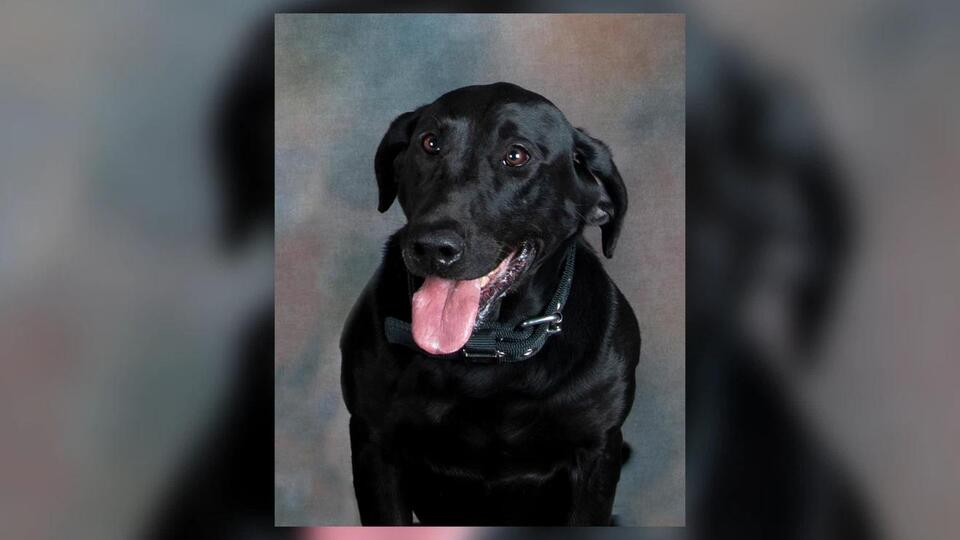 Texas DPS narcotics detection K-9 'Duke' passes away after six years of ...