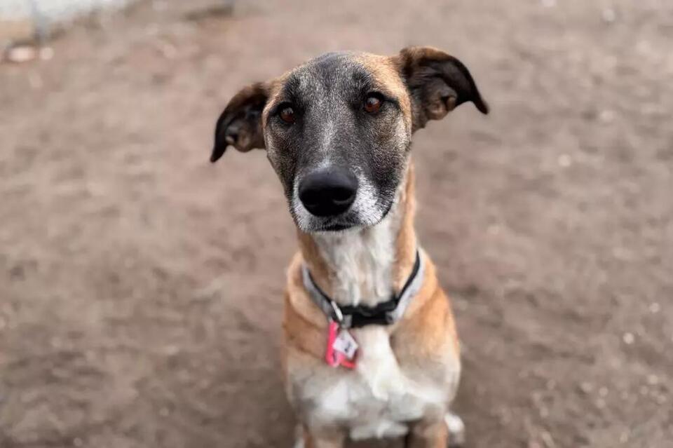 Meet Tasha: Our NOCO Humane Pet of the Week - NewsBreak