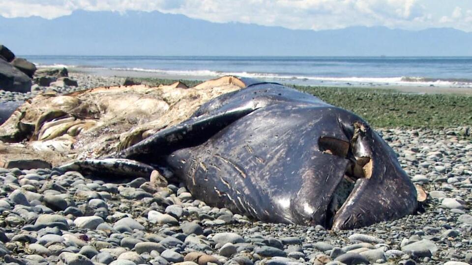 3 months, 21 dead gray whales: Why so many carcasses are washing up on ...