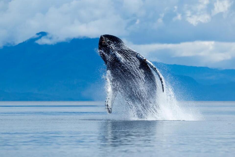 Without whale pee, the world’s oceans would probably fall apart. Here’s ...