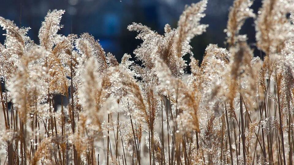 When will it start getting cold in Illinois? See expected first frost ...