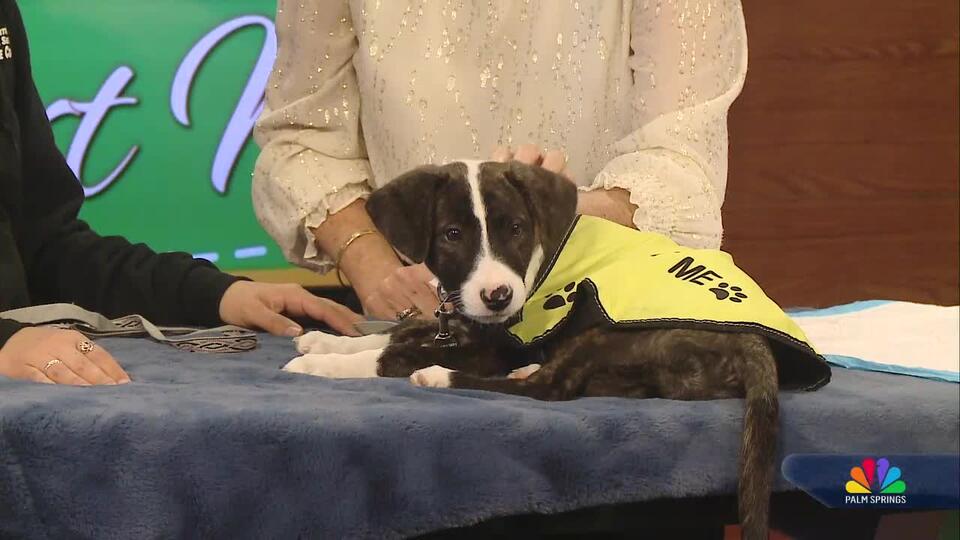 Pet of the Week: Meet Kimi from Riverside County Animal Services ...