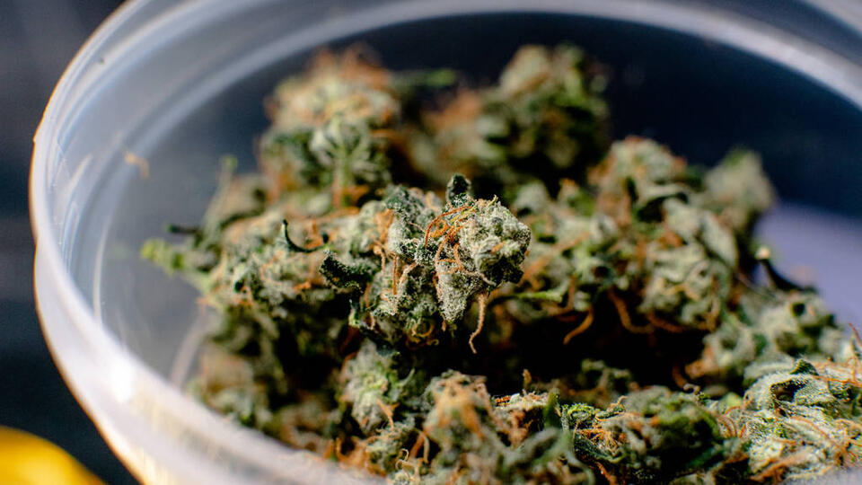 Florida Campaign to Legalize Recreational Cannabis Has Submitted 675,000 Verified Signatures for ...