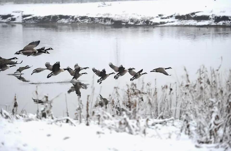 Mystery Surrounds Hundreds Of Dead Geese On Minnesota Lakes - NewsBreak