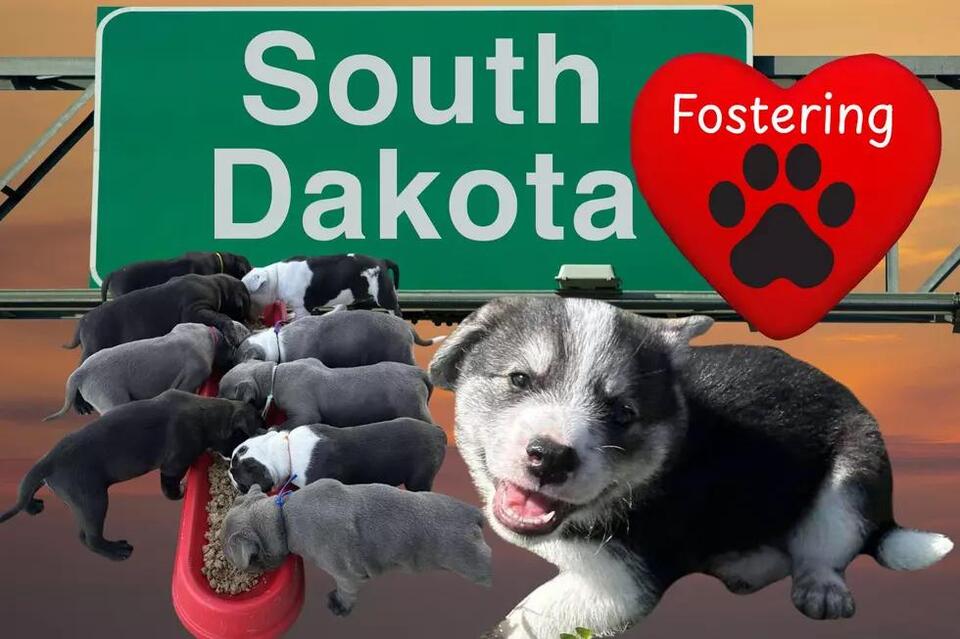Local South Dakota Animal Shelter Needs New Foster Homes ASAP - NewsBreak