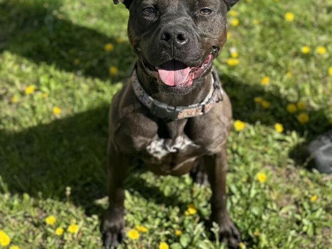Several Philly animal shelters will cap adoption fees at $50 to start May