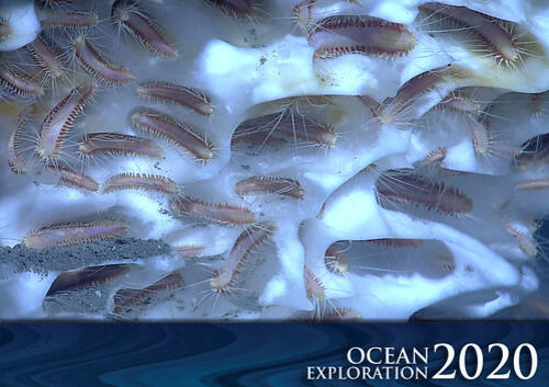 The Secret Lives of Ice Worms: The Strange Creatures That Thrive in ...