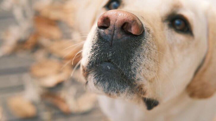 What’s The First Thing You Should Do When Confronted by an Aggressive ...