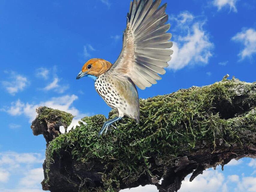 Attenborough’s 'strange bird' was the first known species of toothless ...