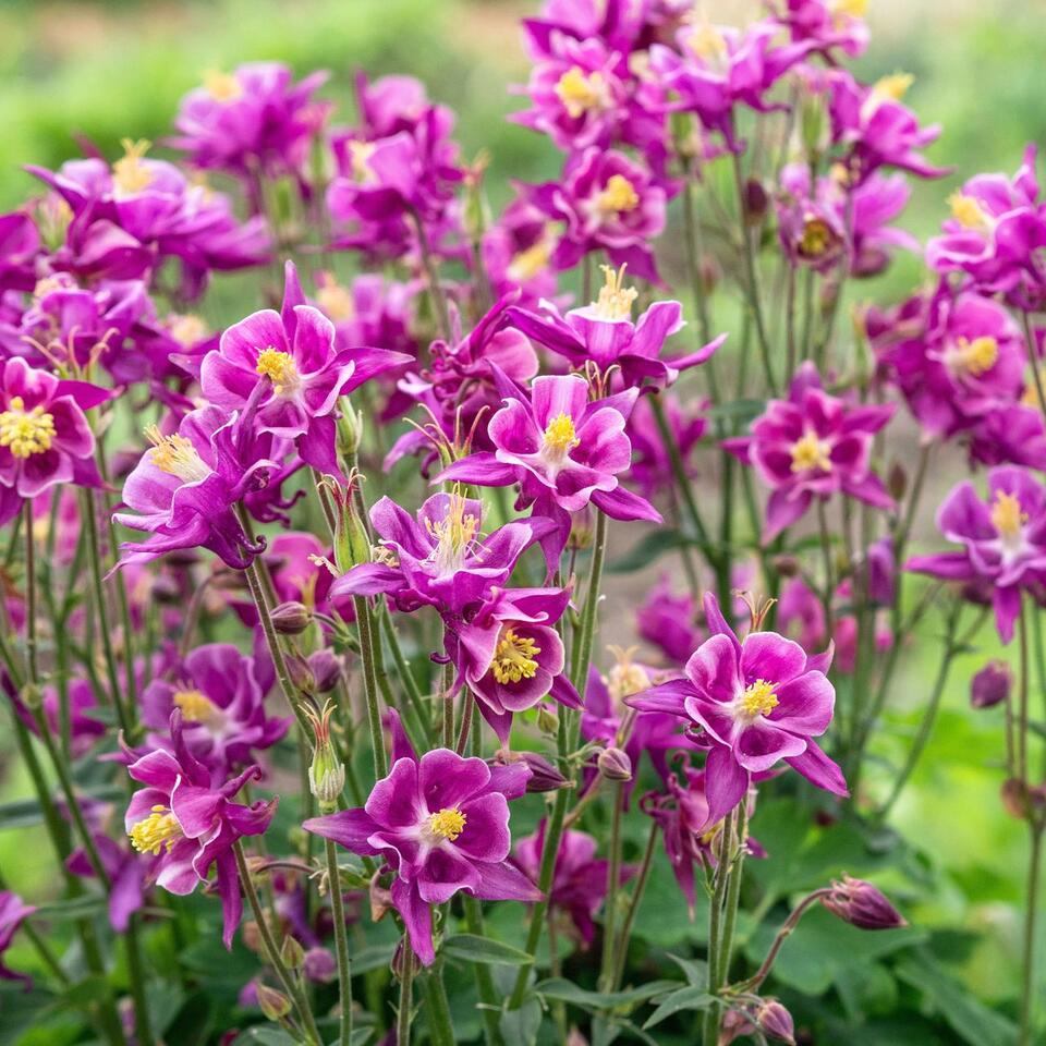 Hummingbirds Adore These 7 Native Plants and so Will You – Grow These ...