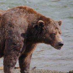 Ready, Set, Chonk: Fat Bear Week 2025 Is About To Begin. And Yes, It's ...
