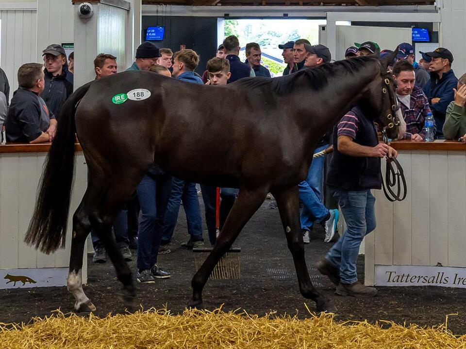 Top Lot At Tattersalls Ireland May Store Sale Set To Join Colin Bowe
