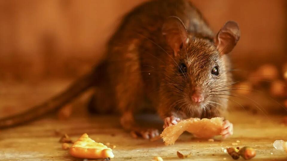 Rodent droppings force this Florida restaurant to temporarily close ...