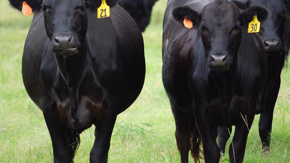 A Warning for Wisconsin: Tyson Shuts Down Massive Beef Plant as U.S ...