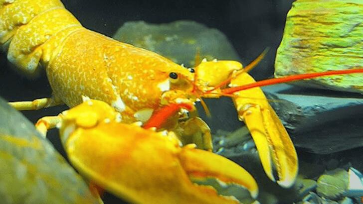 14 Things You Did Not Know About Lobster Fishing - NewsBreak