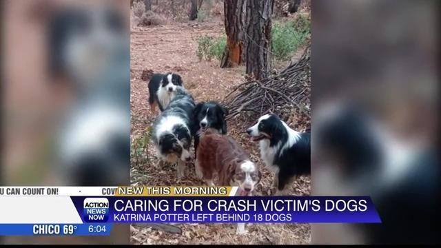 Community cares for 18 dogs left behind after owner died in car crash ...
