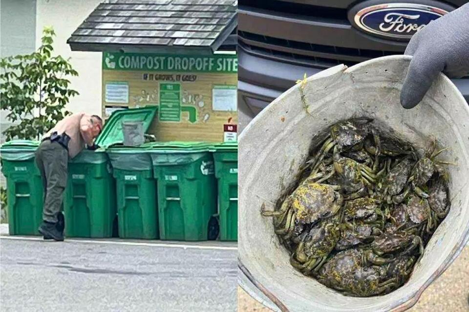 Maine Town Begs People to Stop Throwing Green Crabs in the Compost ...